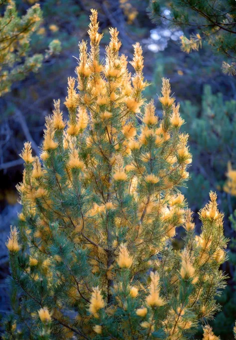 What The Christmas Tree Taught The Doctor